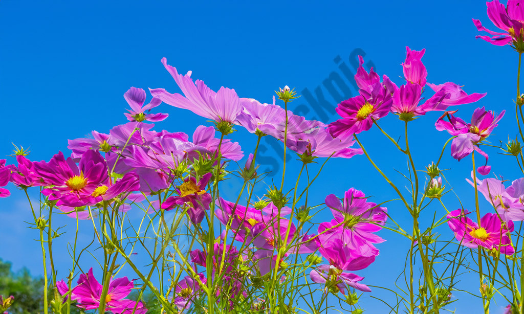 Your Free Stock Photo Haven - Cosmos flower tree blue sky