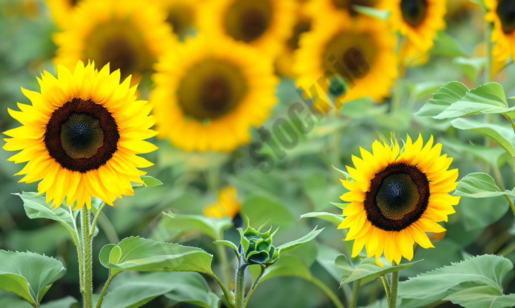 Your Free Stock Photo Haven - Sunflower garden
