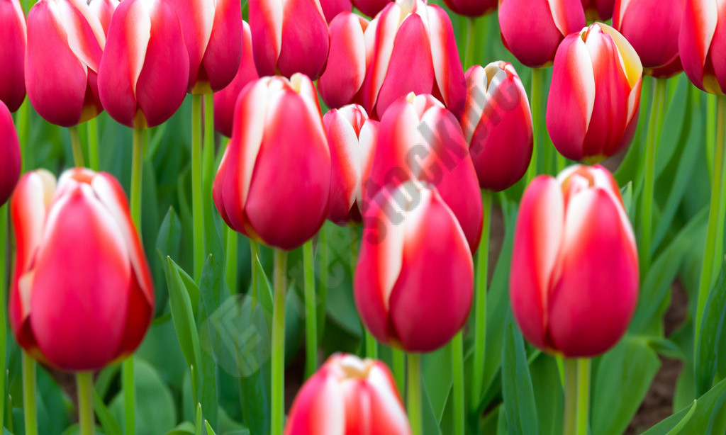 Your Free Stock Photo Haven - Tulips